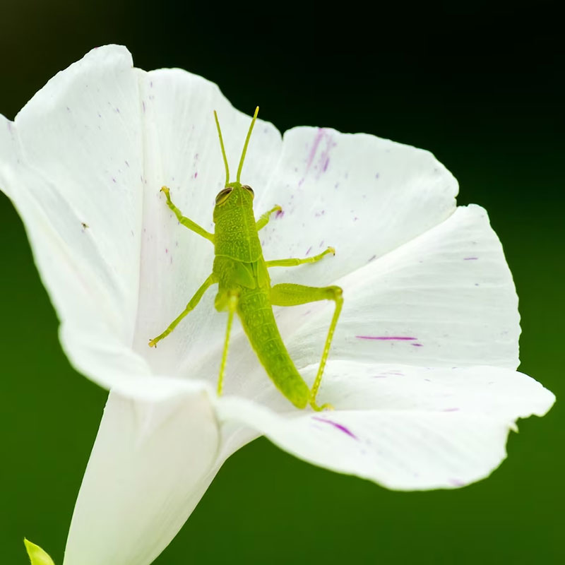 TCL 40 NXTPAPER | Full-color Electronic Paper Display | TCL Global